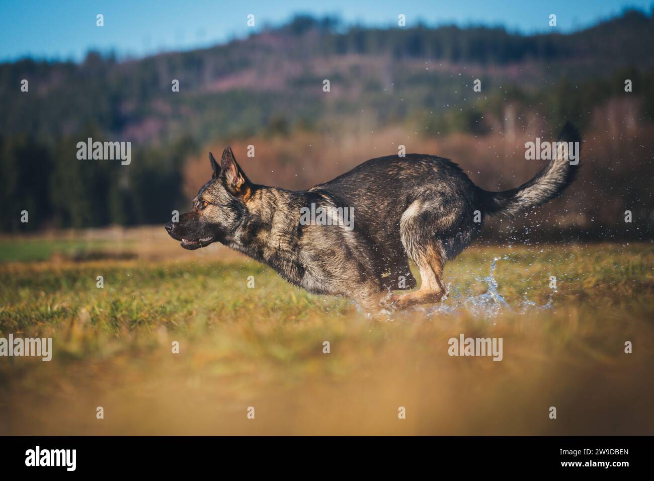 Working line German Shepherd Dog (Alsatian Stock Photo - Alamy