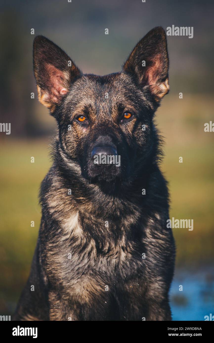 Working line German Shepherd Dog (Alsatian Stock Photo - Alamy