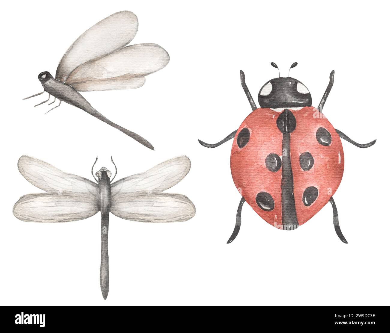Watercolor ladybug and dragonfly illustration set, cute garden insects ...
