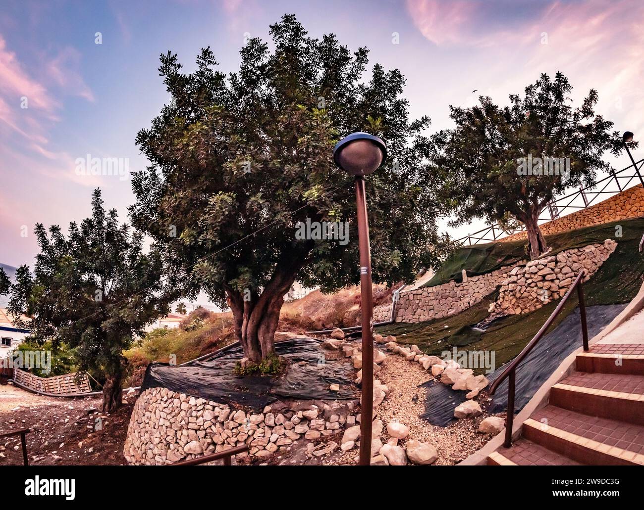 Carob trees hi-res stock photography and images - Alamy