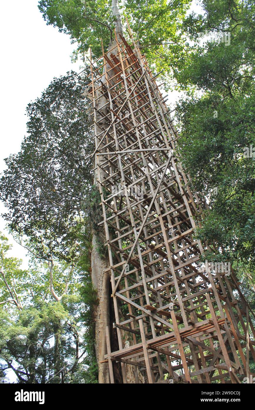 Wooden scaffold supporting a tall tropical tree in the Angkor ...