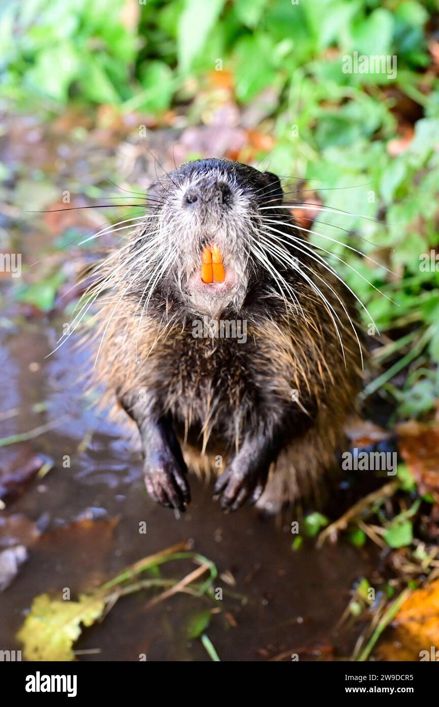 Foto nutria hi-res stock photography and images - Alamy