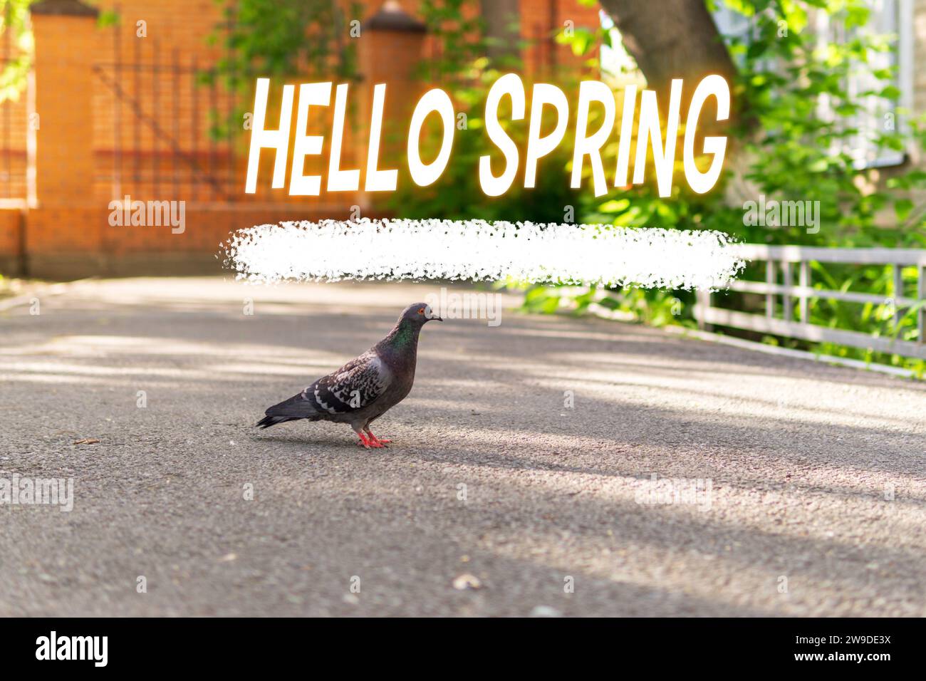 Hello, Spring pigeon is walking around a city park looking for food ...