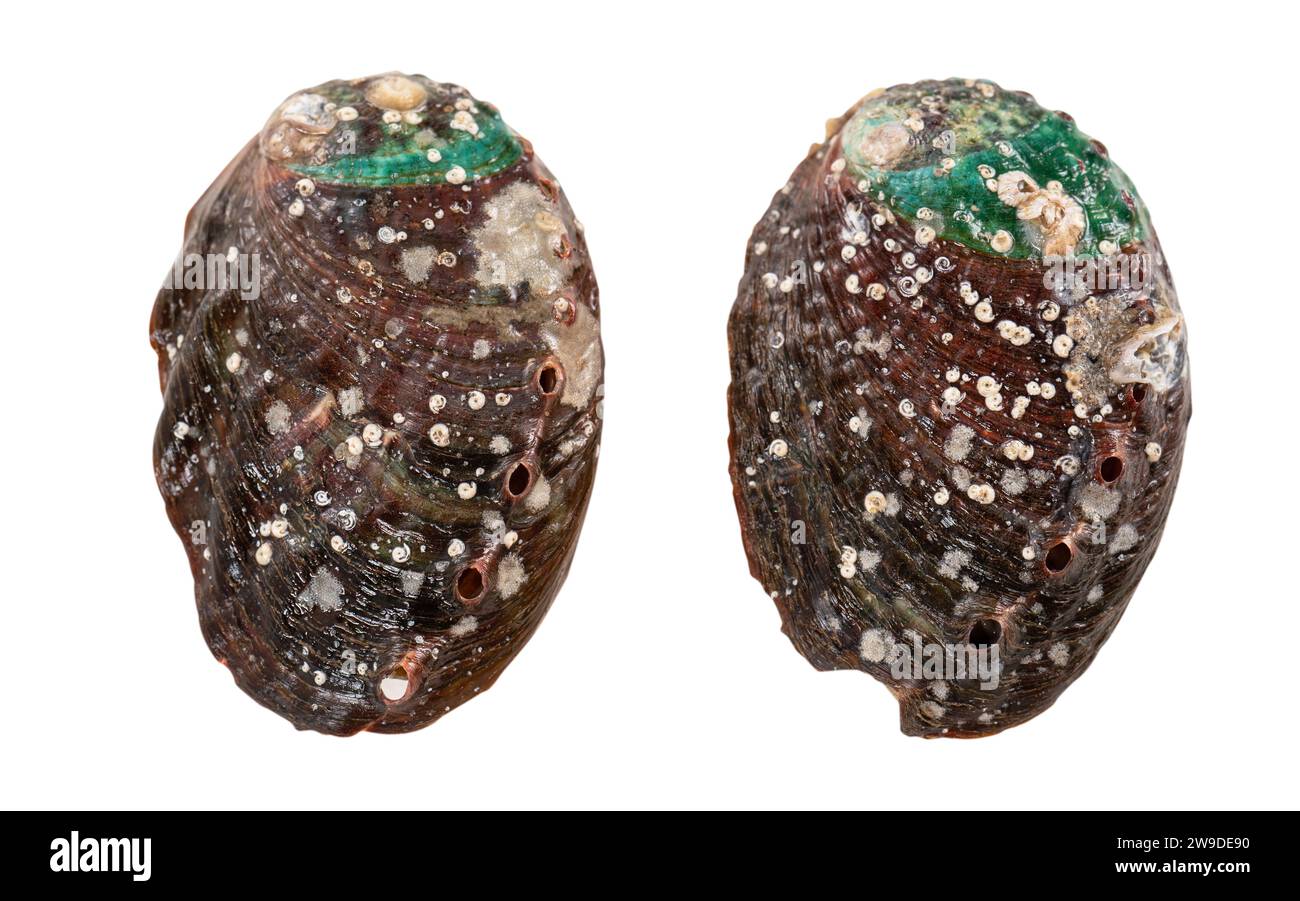 Close up of beautiful raw abalone seafood isolated on white background ...