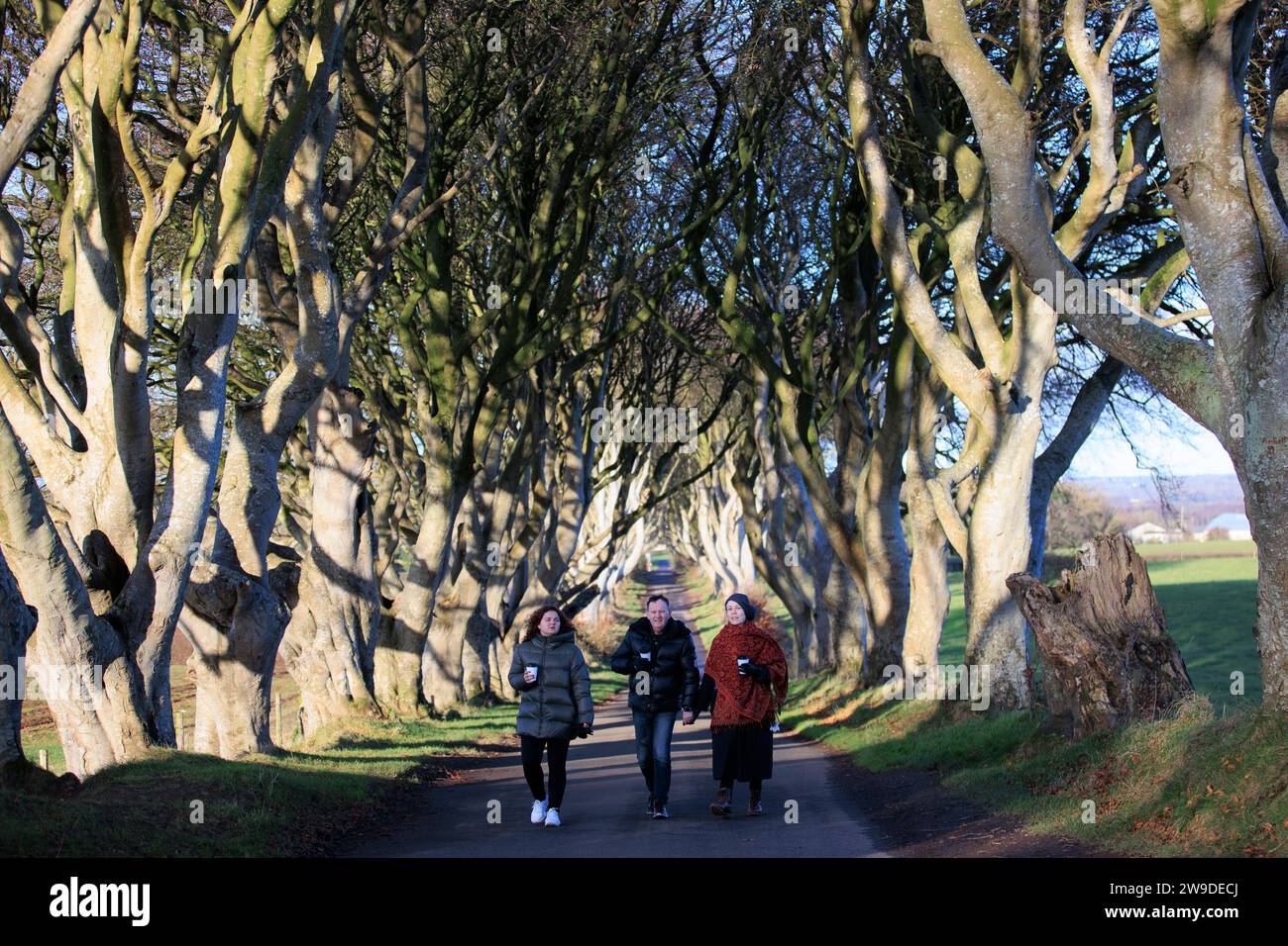 Tourists at the Dark Hedges near Armoy in Co Antrim. The tunnel of ...