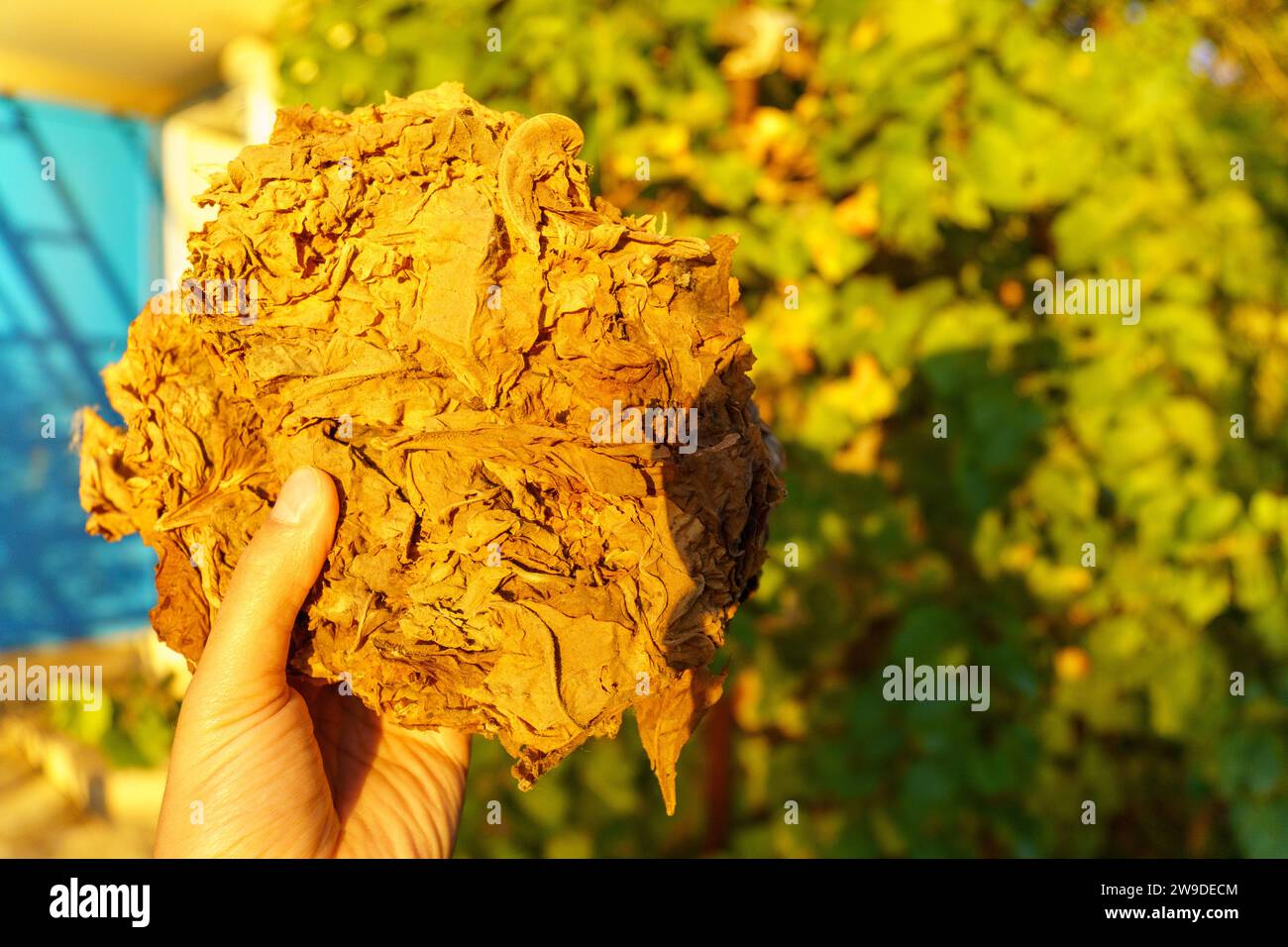 Tobacco curing process hi-res stock photography and images - Alamy