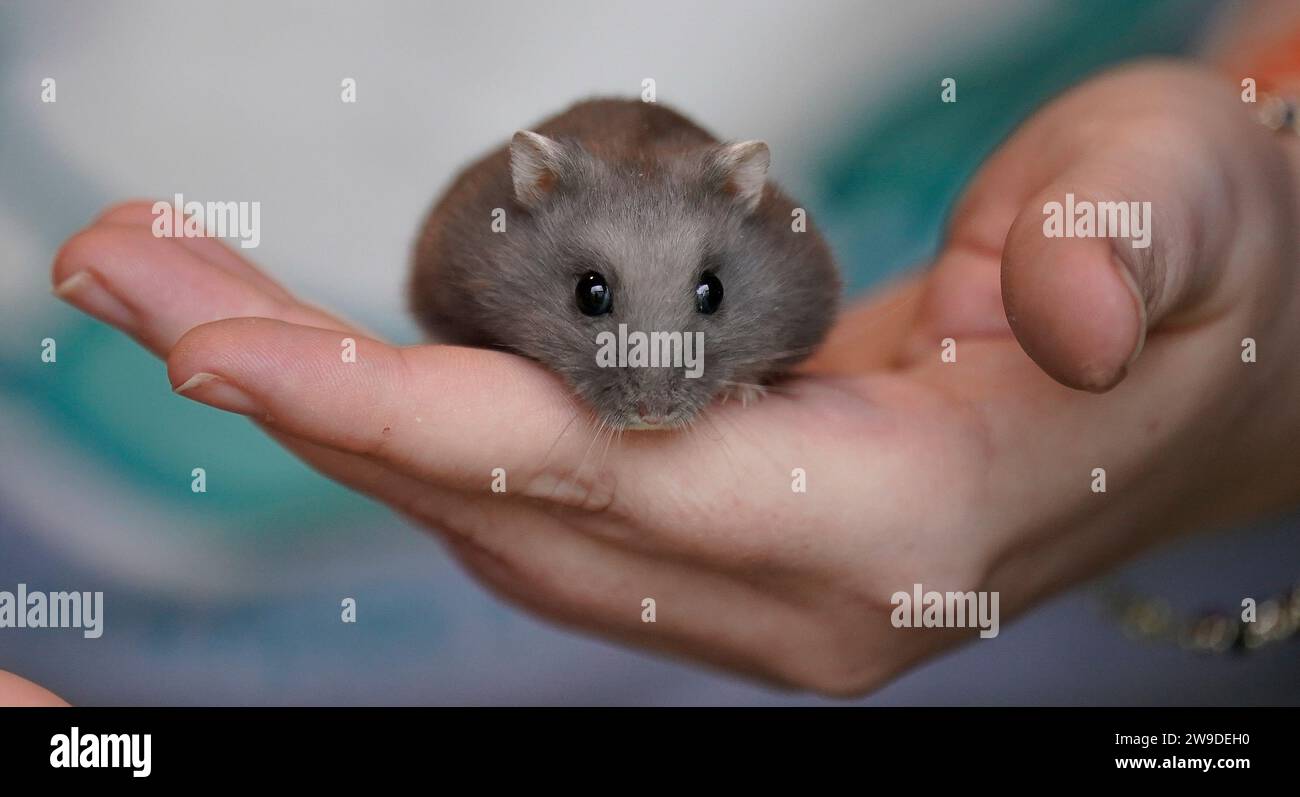 Pet picture hi-res stock photography and images - Alamy