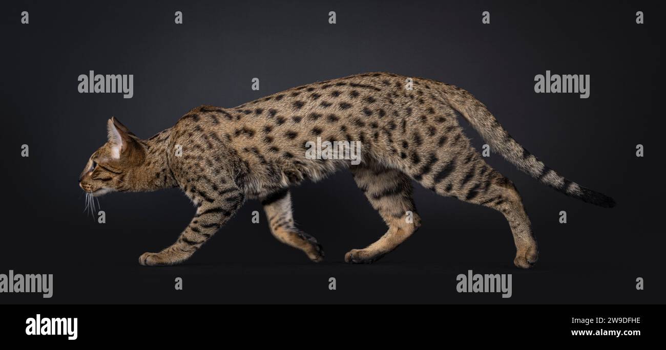 Gorgeous Savannah cat, walking side ways in hunting pose. Looking away ...