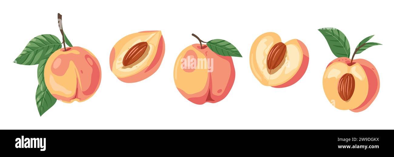 Hand drawn colorful peach vector set isolated Stock Vector Image & Art ...