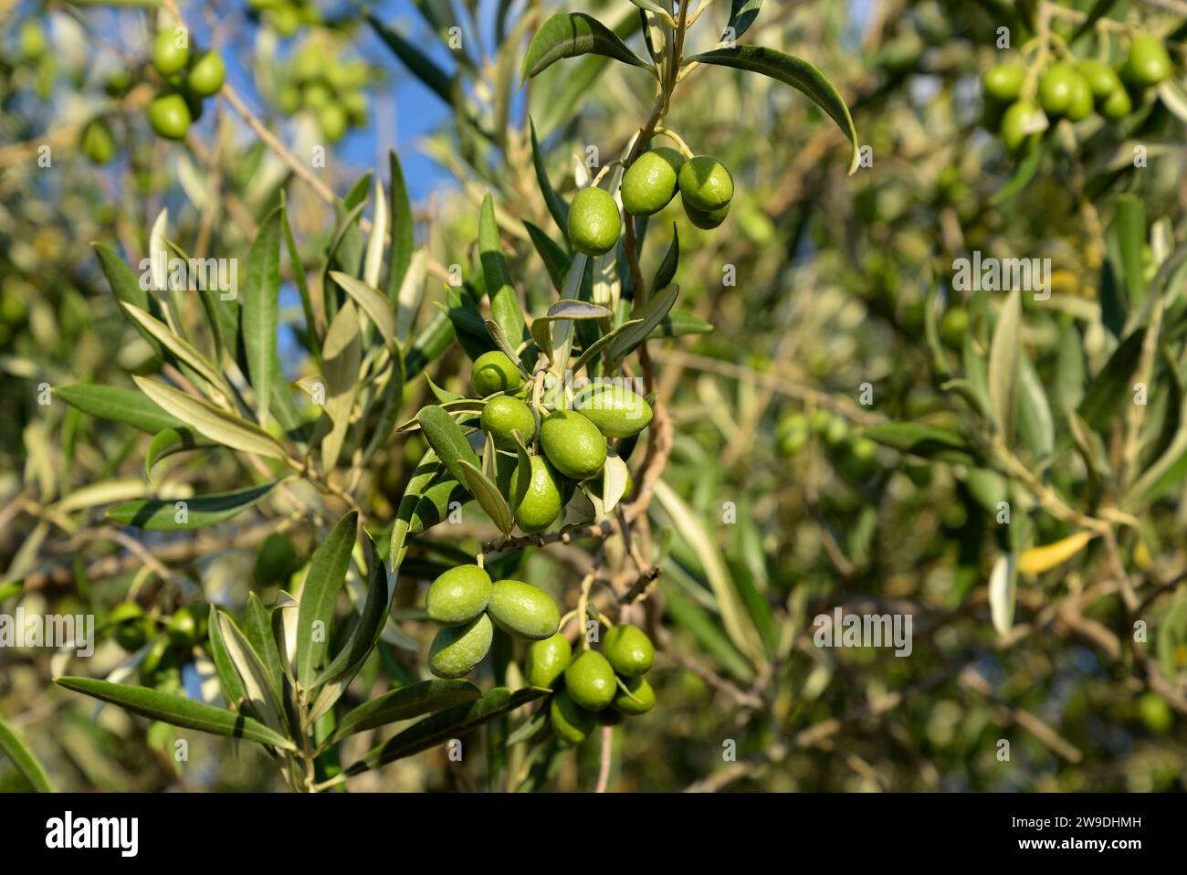 Tourism in pinhel hi-res stock photography and images - Alamy