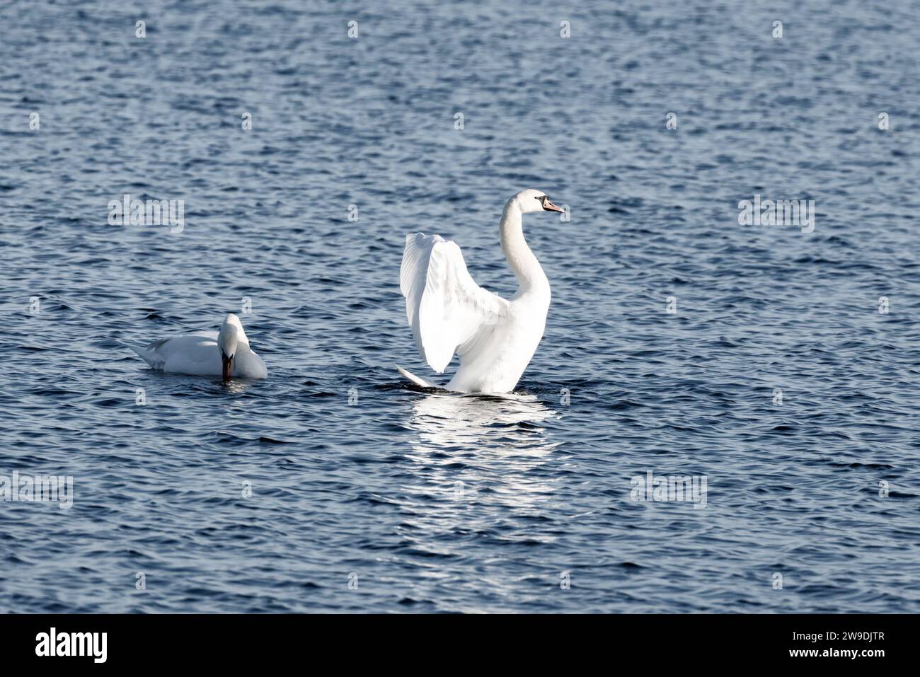 Captivating pose hi-res stock photography and images - Alamy
