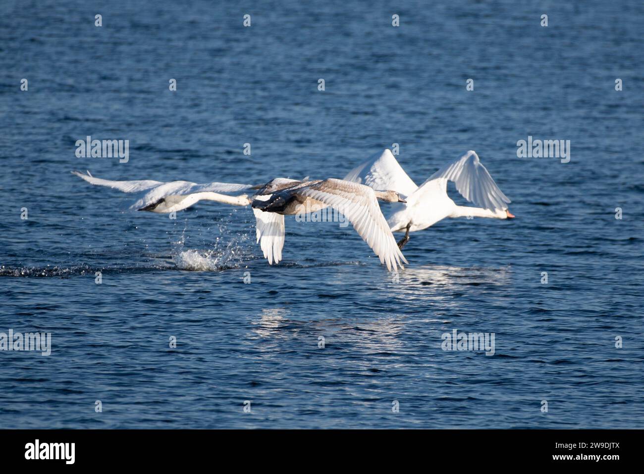 Majestic swan family in flight – adult swans, pristine in white ...