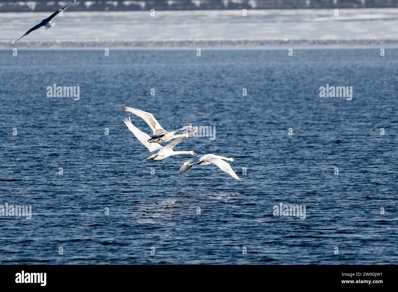 Majestic swan family in flight – adult swans, pristine in white ...