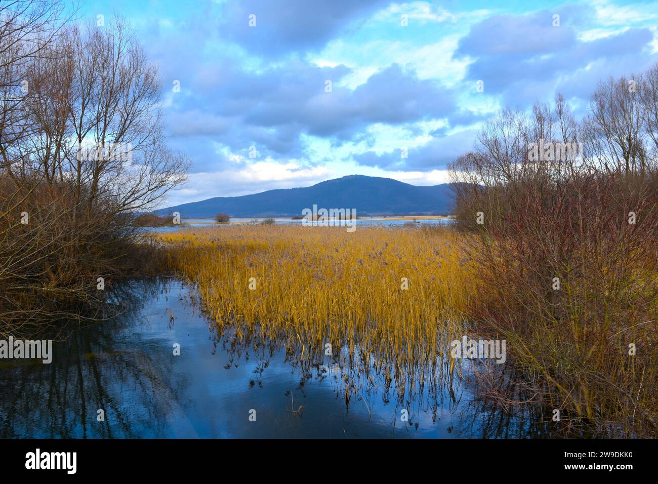 Slivnica hill and common reed (Phragmites australis) at the shore of ...