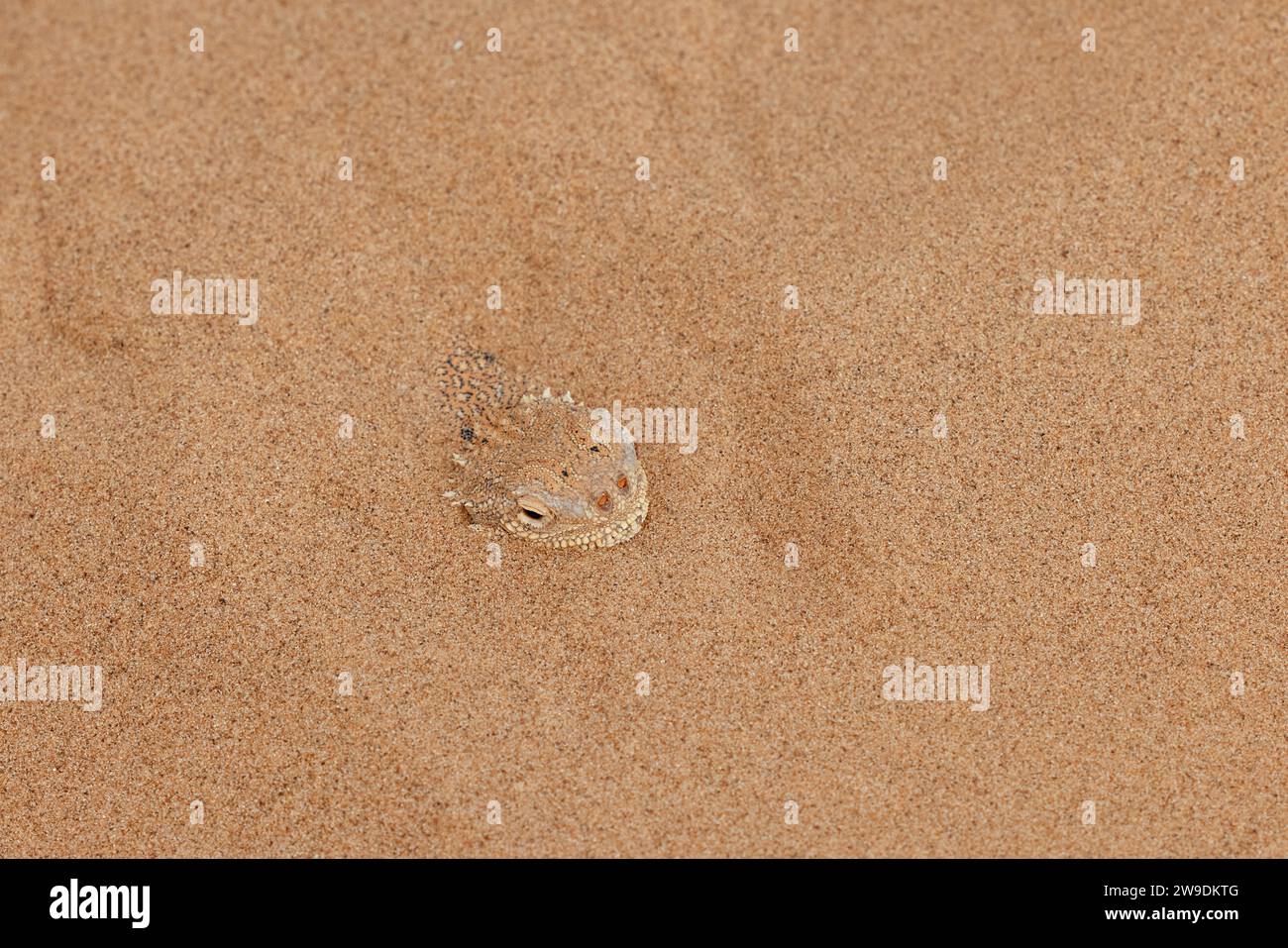 Toad-headed agama Phrynocephalus mystaceus, burrows into the sand in ...