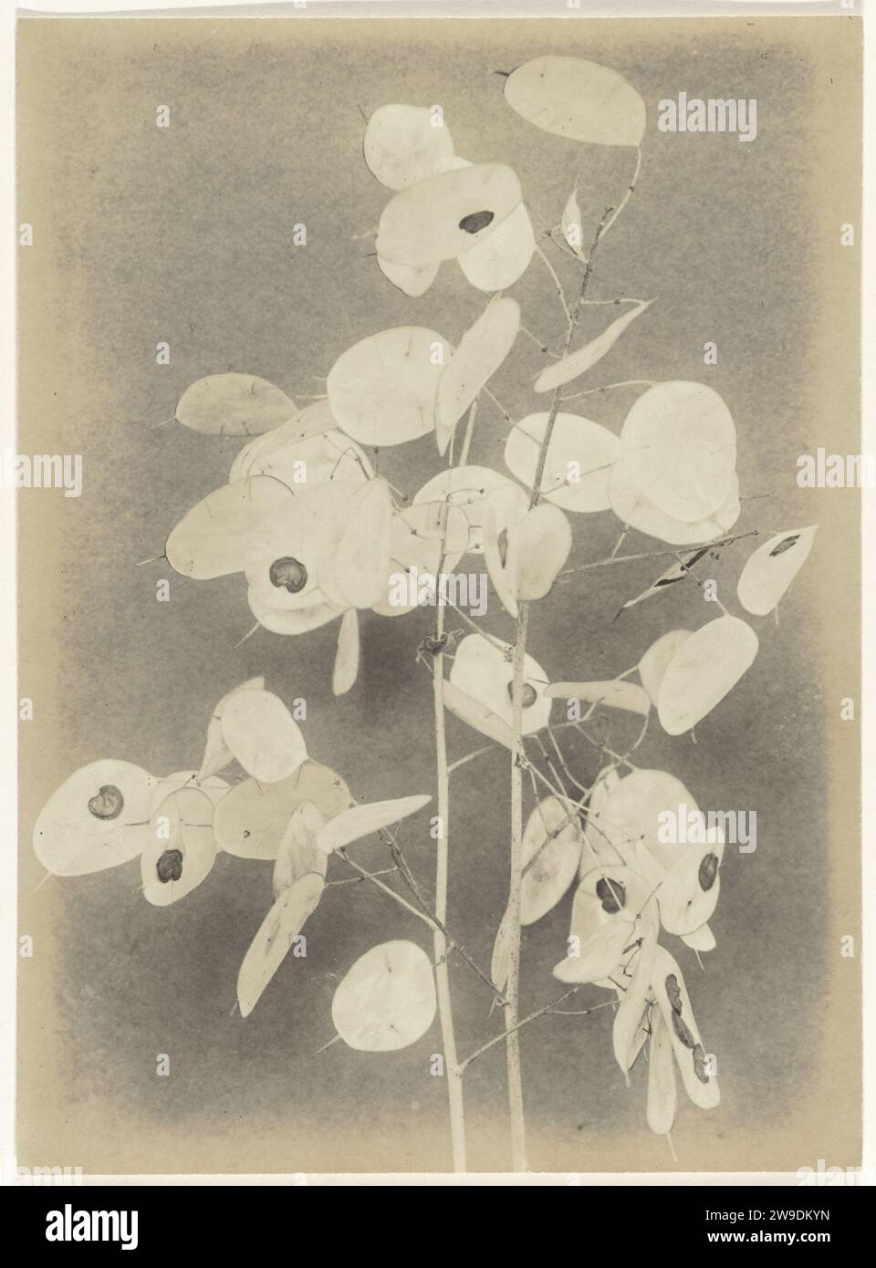 Tak lunaria annua hi-res stock photography and images - Alamy