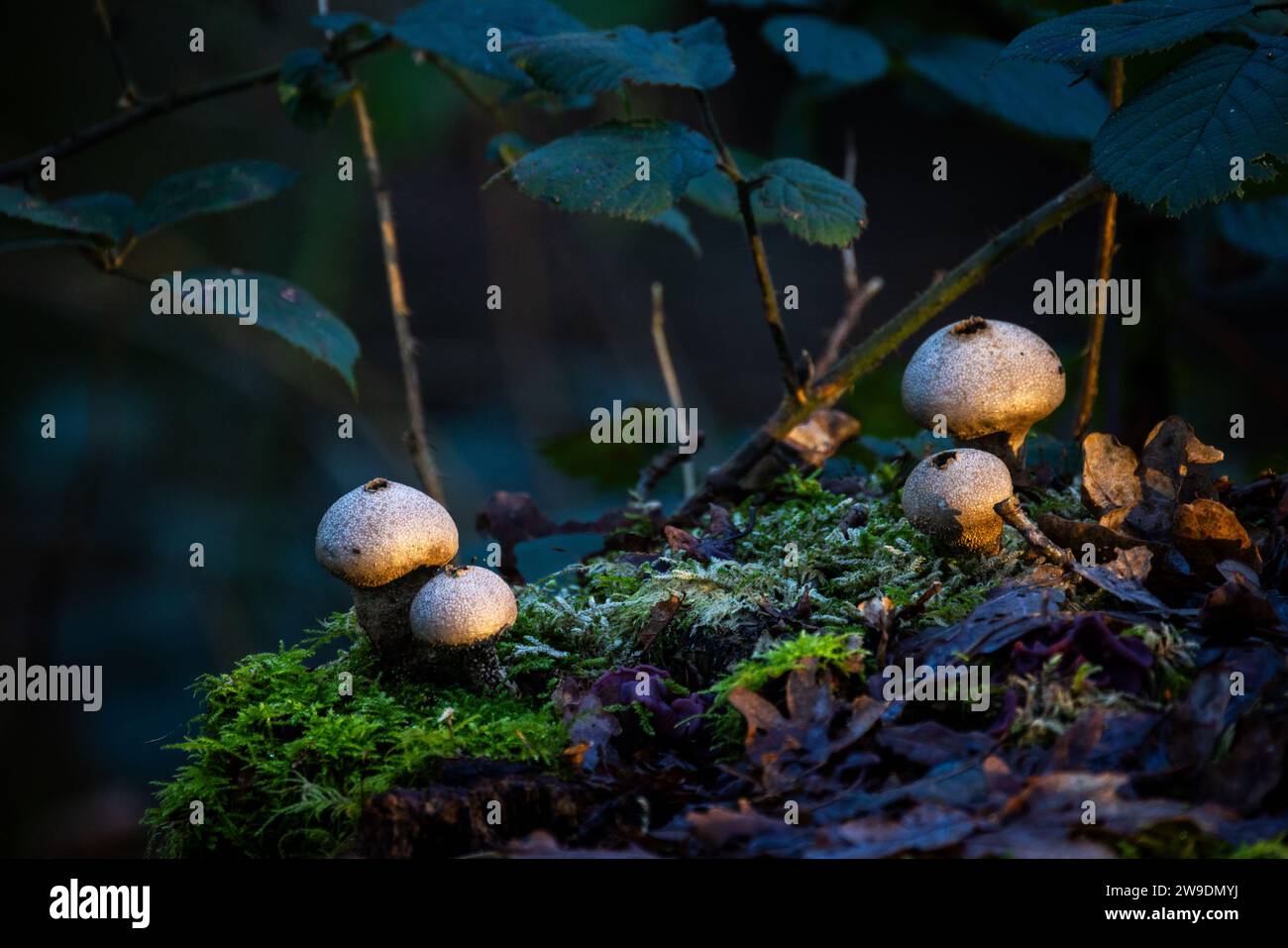 This image captures a trio of puffball mushrooms (likely from the genus ...