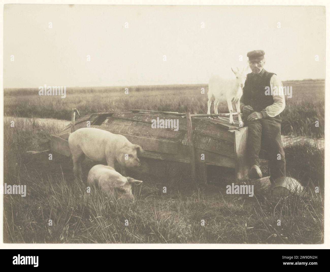 Pork Hearth At the Naardermeer, 1906 photograph Netherlands paper ...