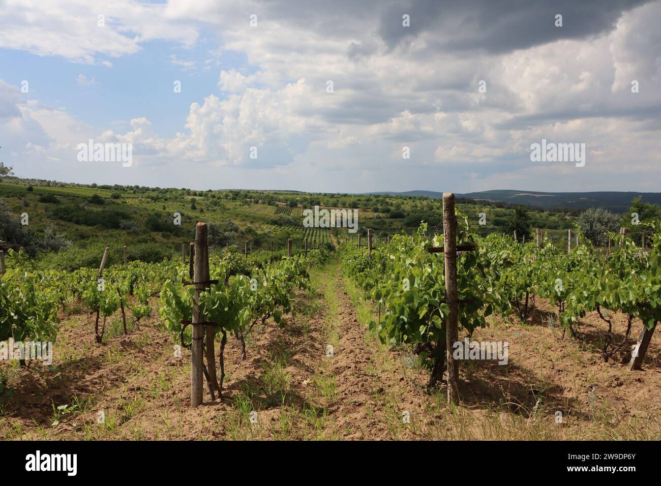 Straight rows of vineyard on farm against cloudy sky background and ...