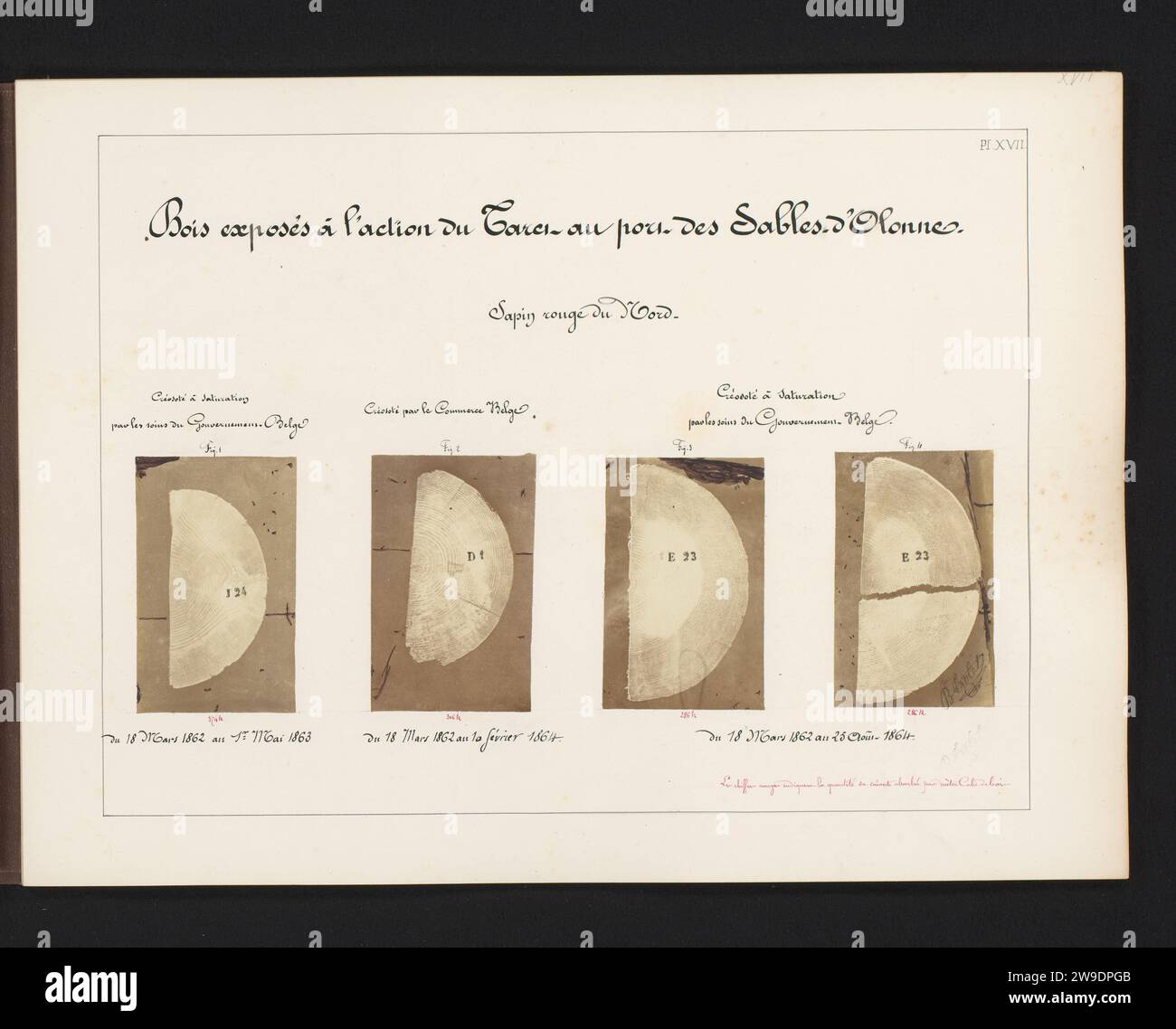 Four pieces of wood exposed to worms from the port of Les Sables-D ...