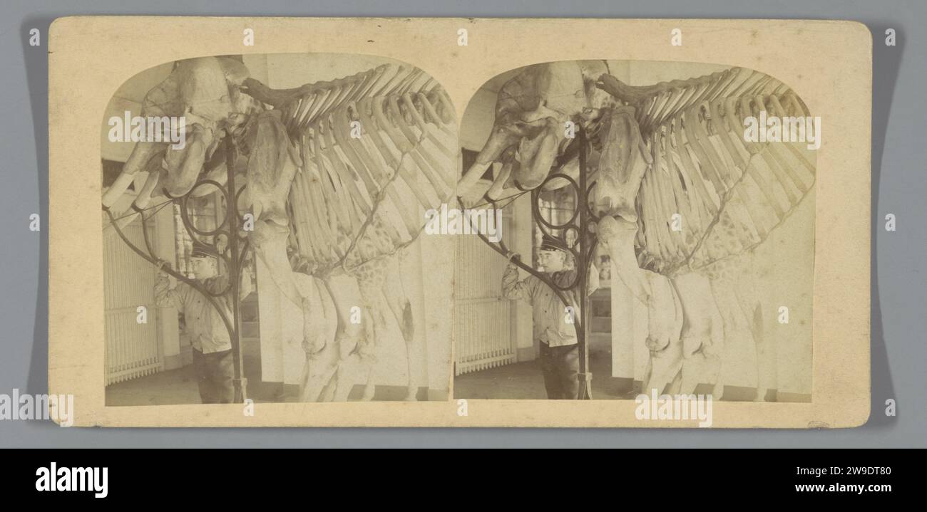 Skeleton of an elephant, exhibited in Artis, Amsterdam, 1879 - 1910 ...