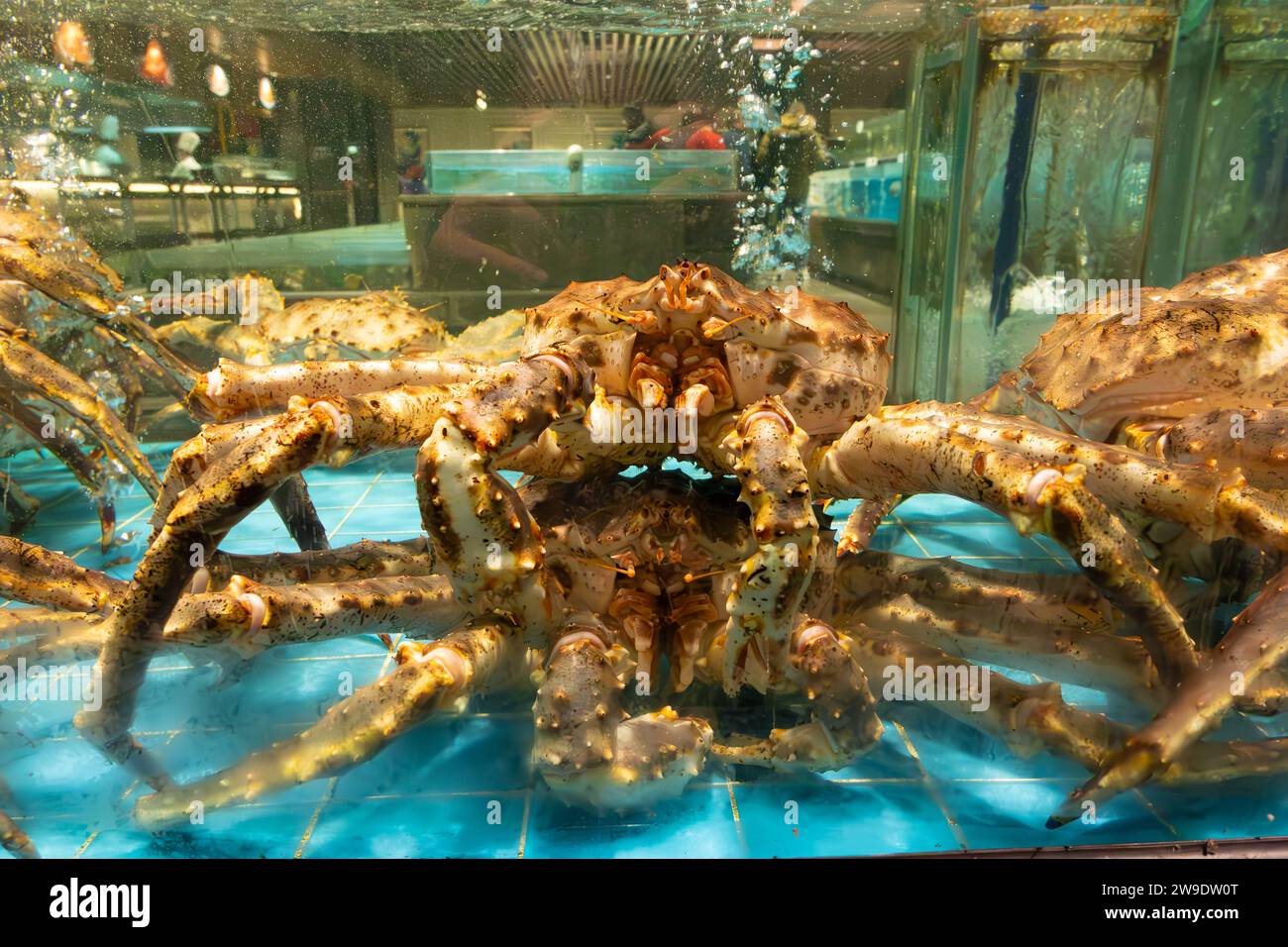 spider crabs in the tank Stock Photo - Alamy