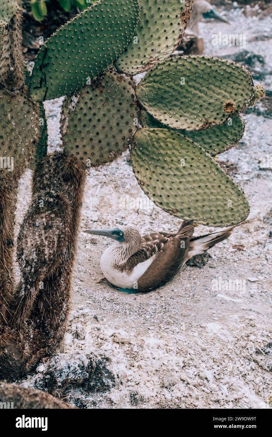 Colony of blue footed boobies hi-res stock photography and images - Alamy
