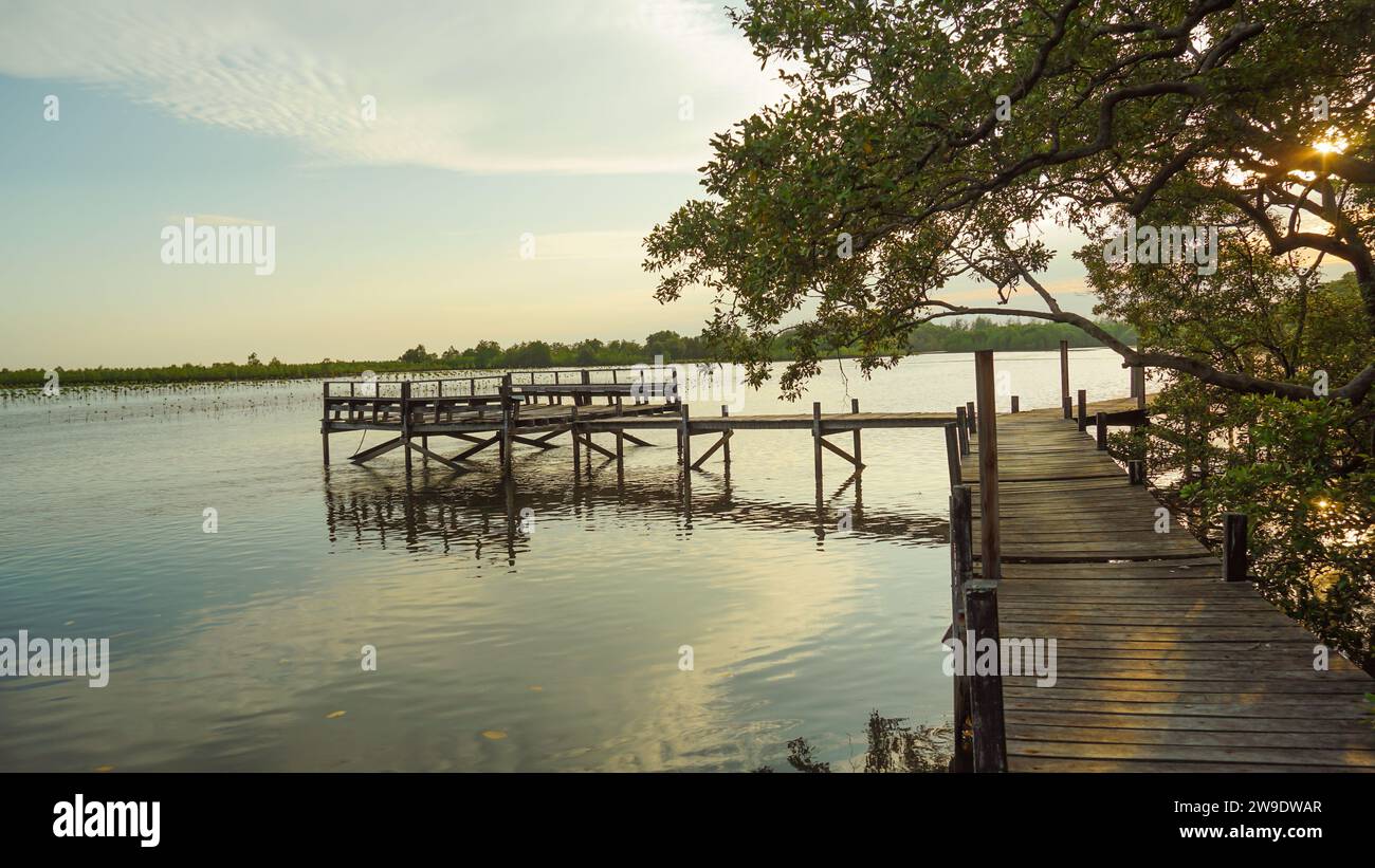 Mangrove forest at the nature sunset . The wooden bridge, boardwalk ...