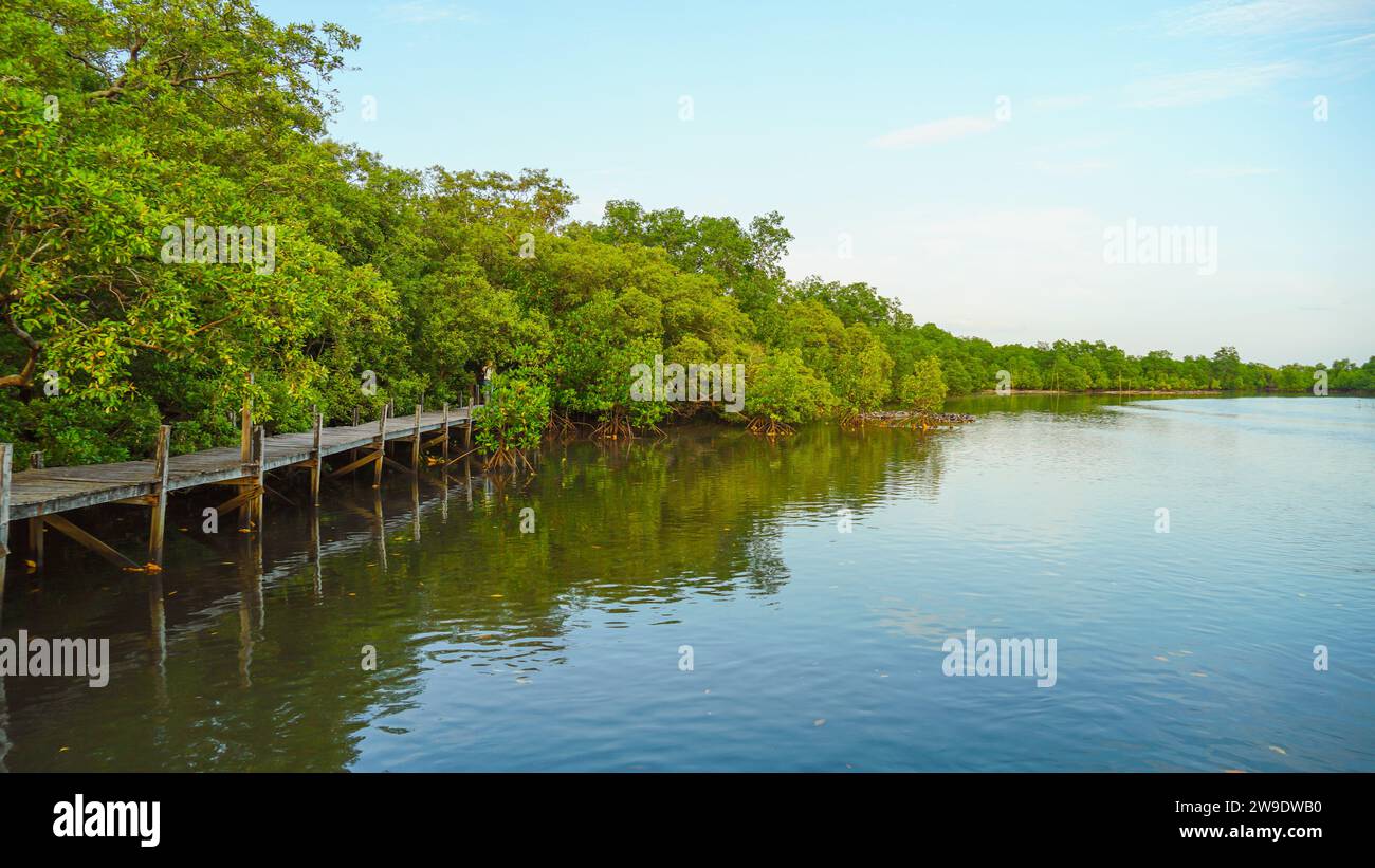 Mangrove forest at the nature sunset . The wooden bridge, boardwalk ...