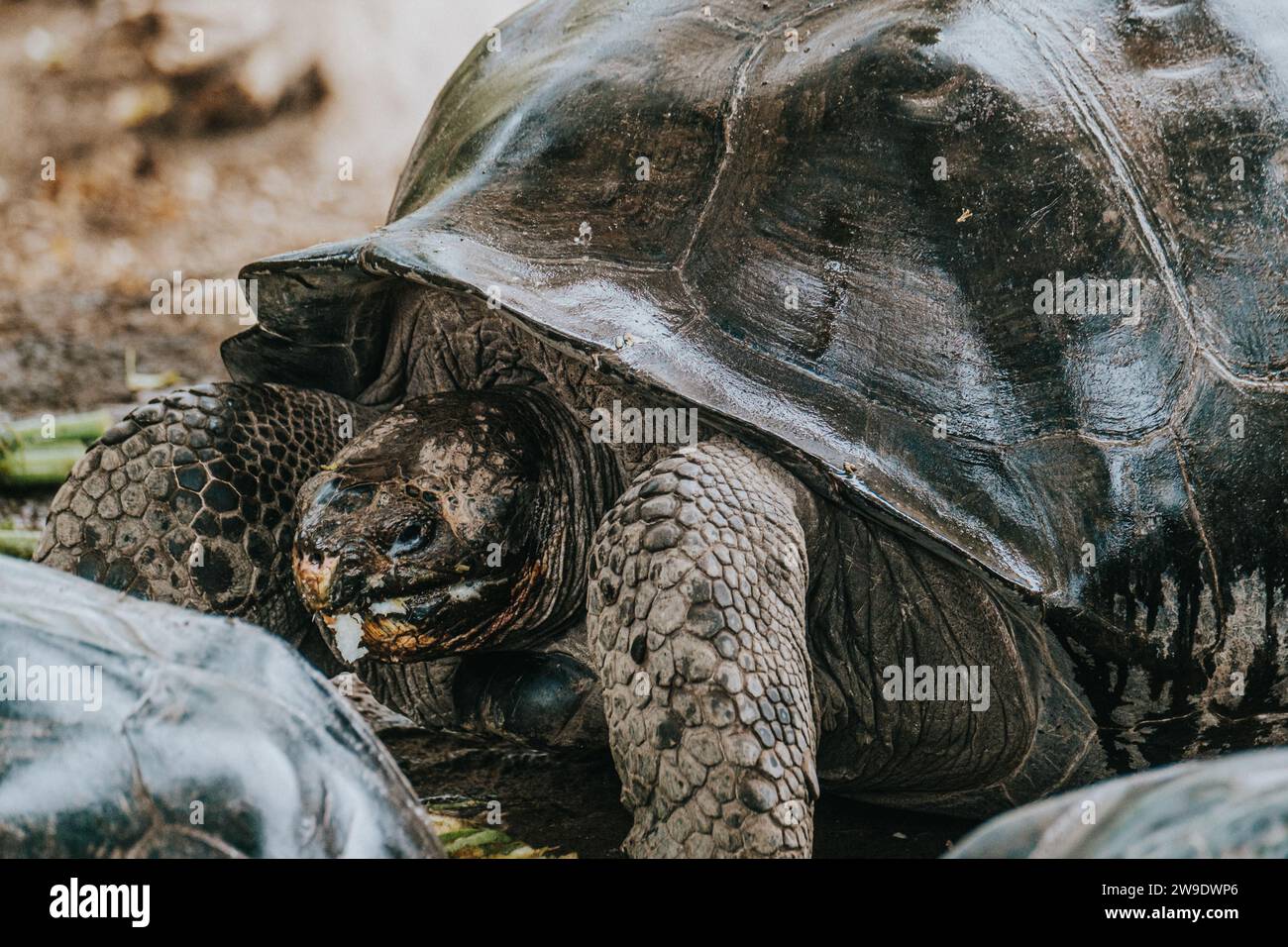 Close-up of a giant Galapagos tortoise at Isla Isabela, Galapagos ...