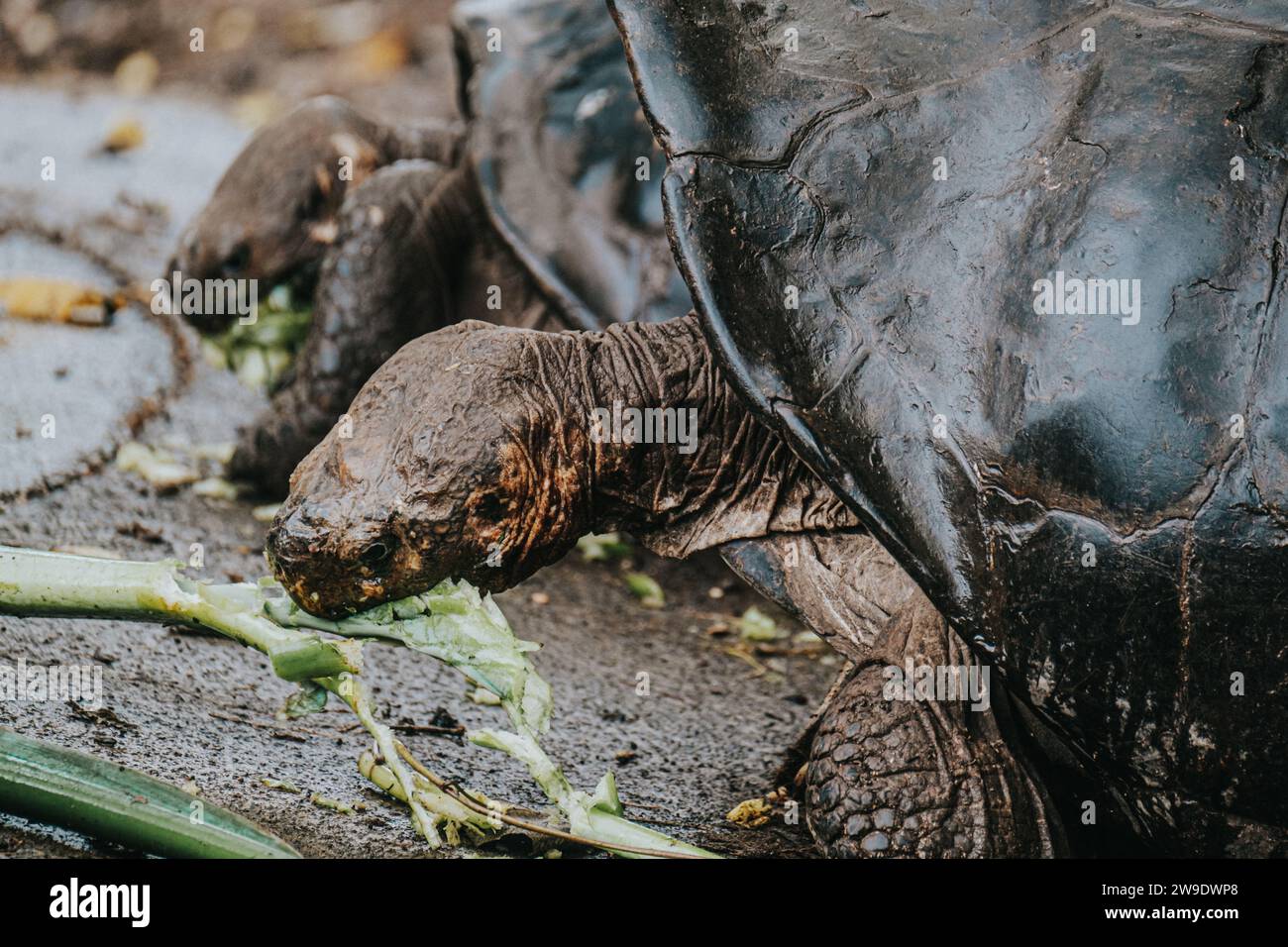Close-up of a giant Galapagos tortoise at Isla Isabela, Galapagos ...