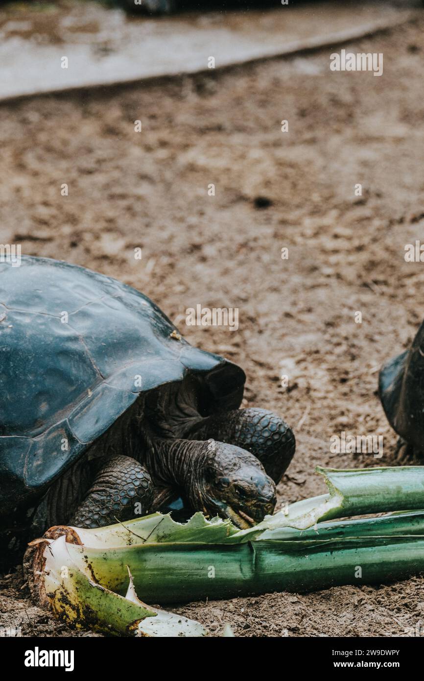 Two giant Galapagos tortoises eating green plants on Isla Isabela ...