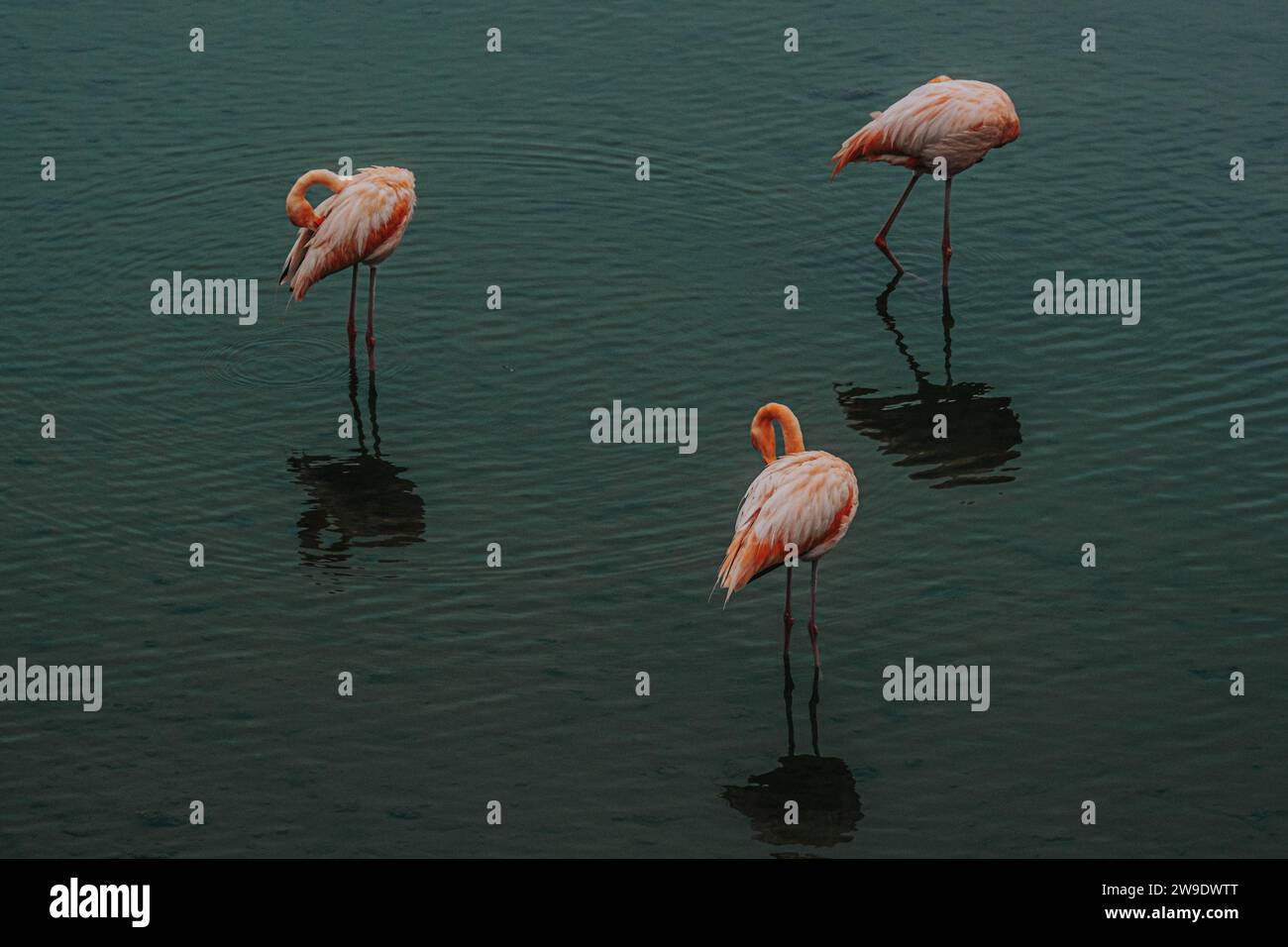 Three flamingos wading and feeding in a reflective lagoon at Isla ...