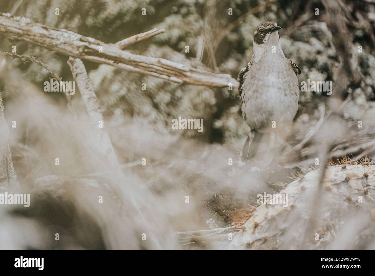 Galapagos mockingbird (Mimus parvulus) in its natural habitat on Isla ...