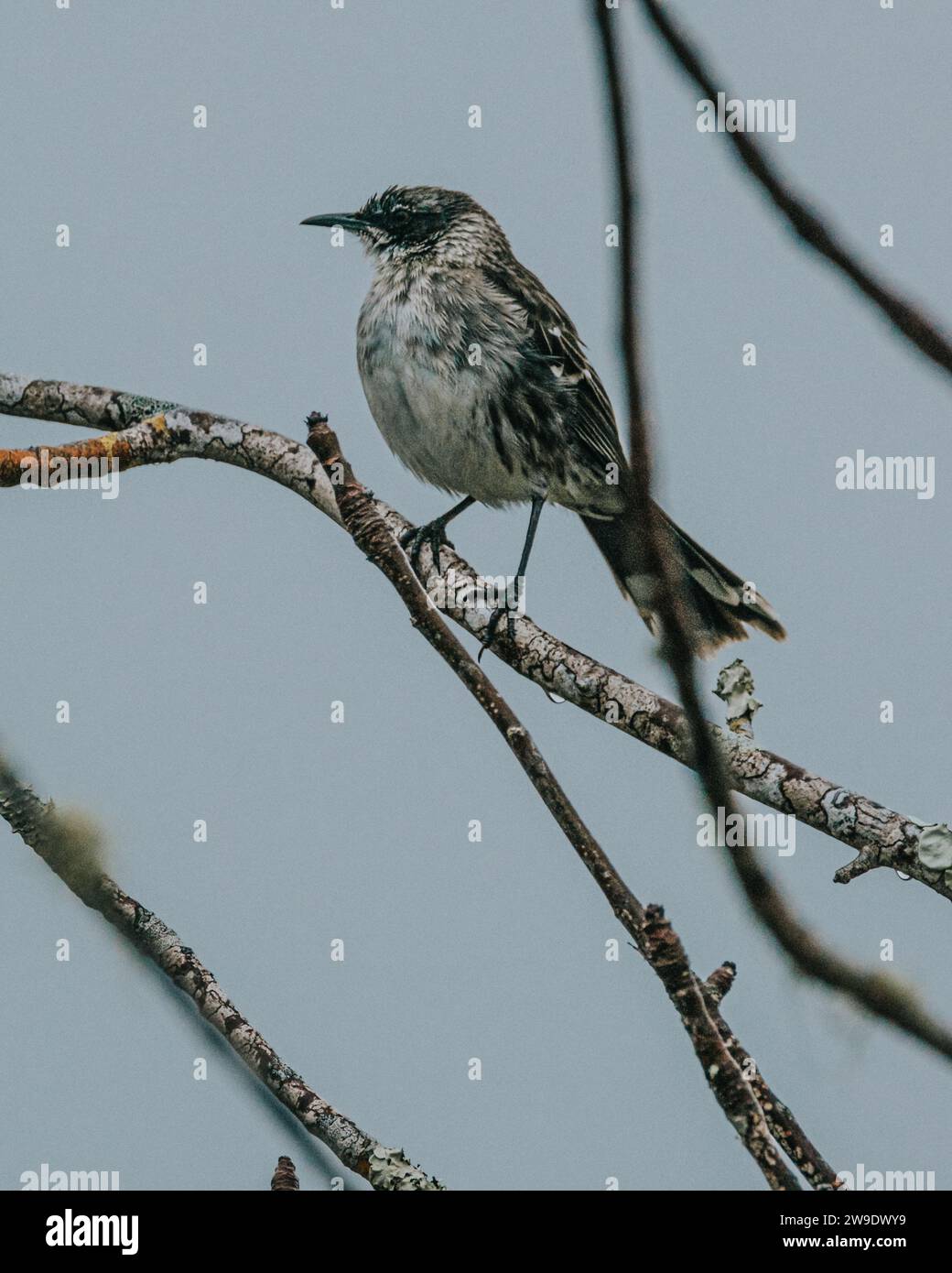Galapagos mockingbird (Mimus parvulus) in its natural habitat on Isla ...