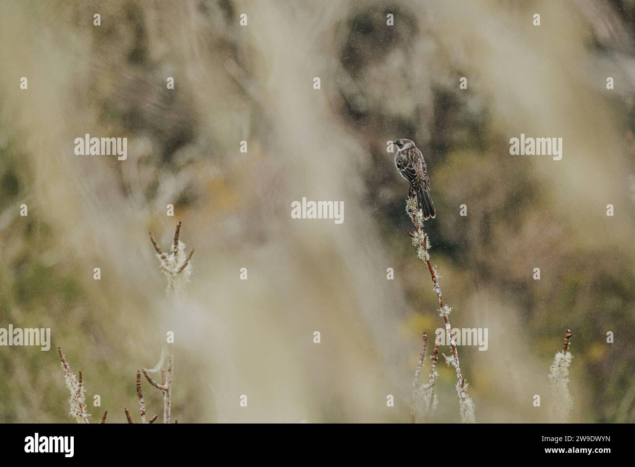 Galapagos mockingbird (Mimus parvulus) in its natural habitat on Isla ...