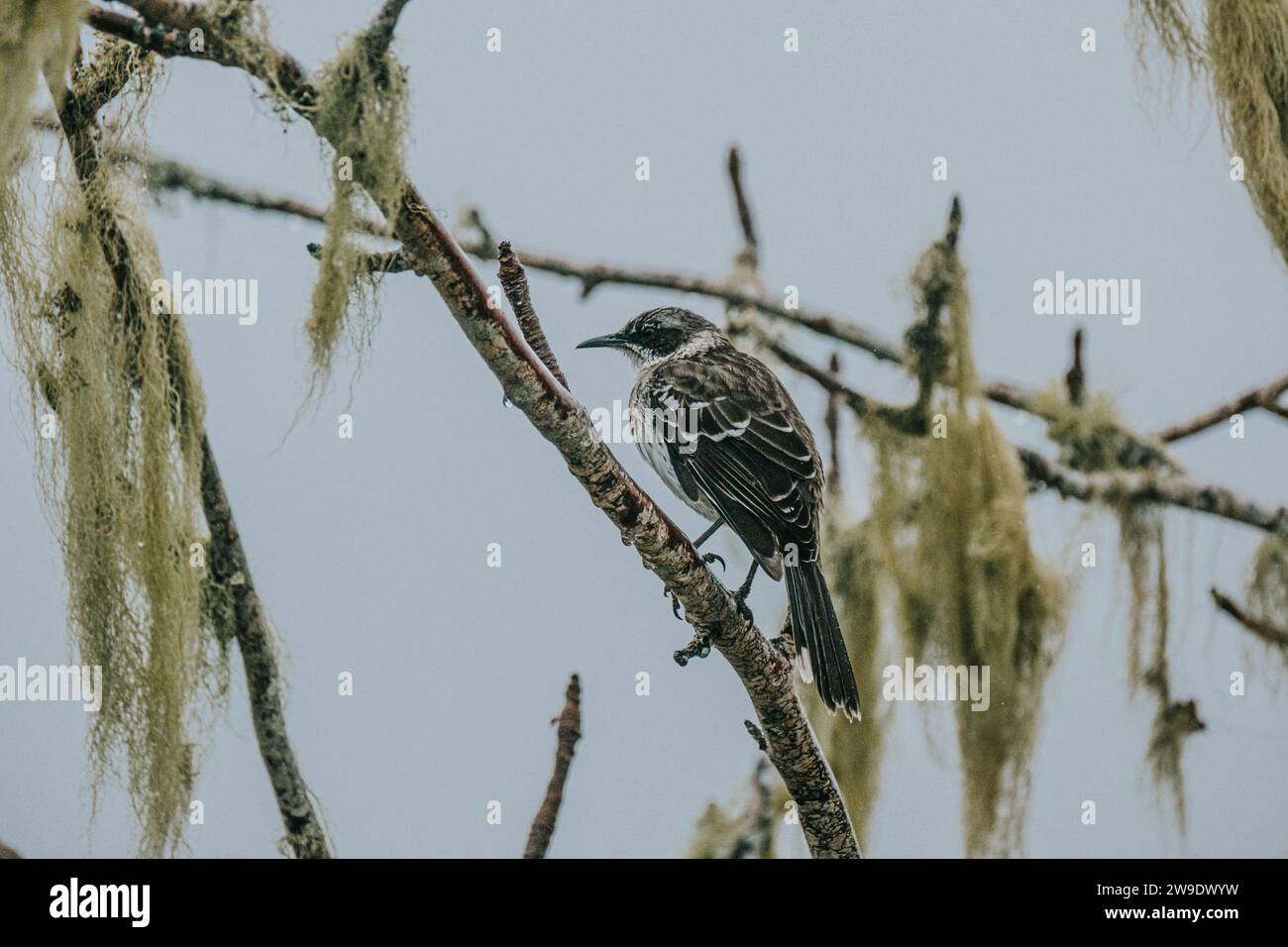 Galapagos mockingbird (Mimus parvulus) in its natural habitat on Isla ...