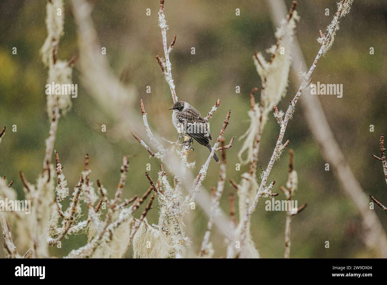 Galapagos mockingbird (Mimus parvulus) in its natural habitat on Isla ...