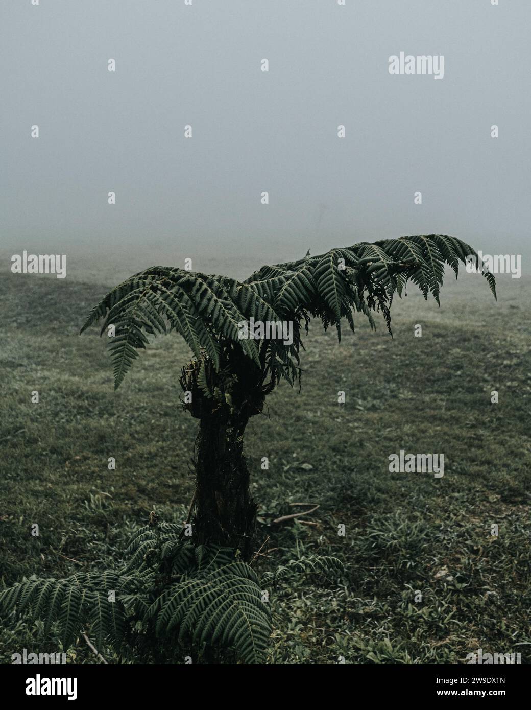 solitary tree fern stands amid the mist on Volcano Chico, Isla Isabela ...