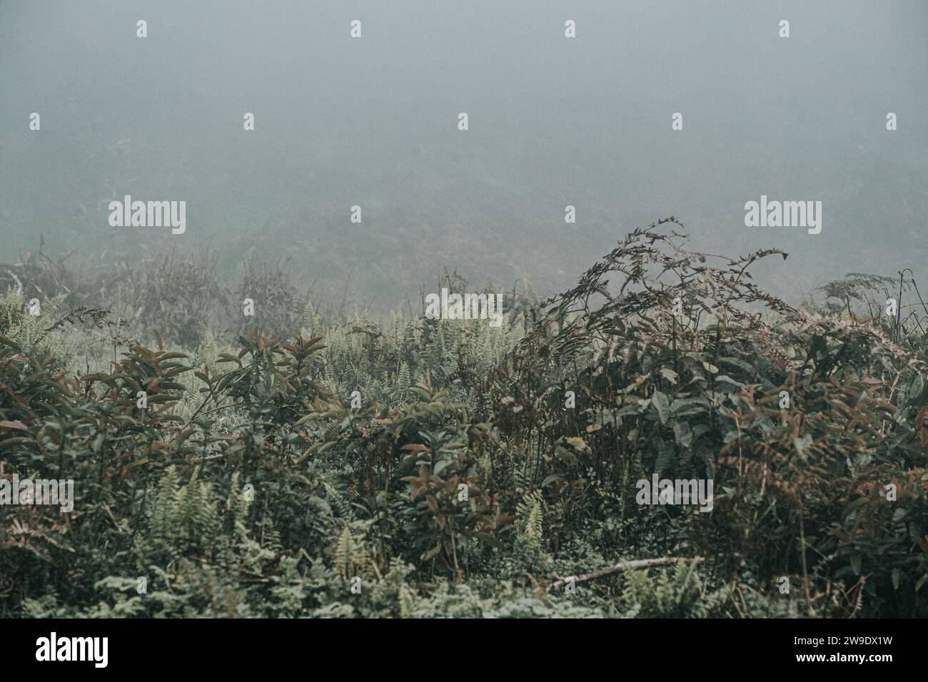 Dense fog envelops a lush forest on Volcano Chico, Isla Isabela, in the ...