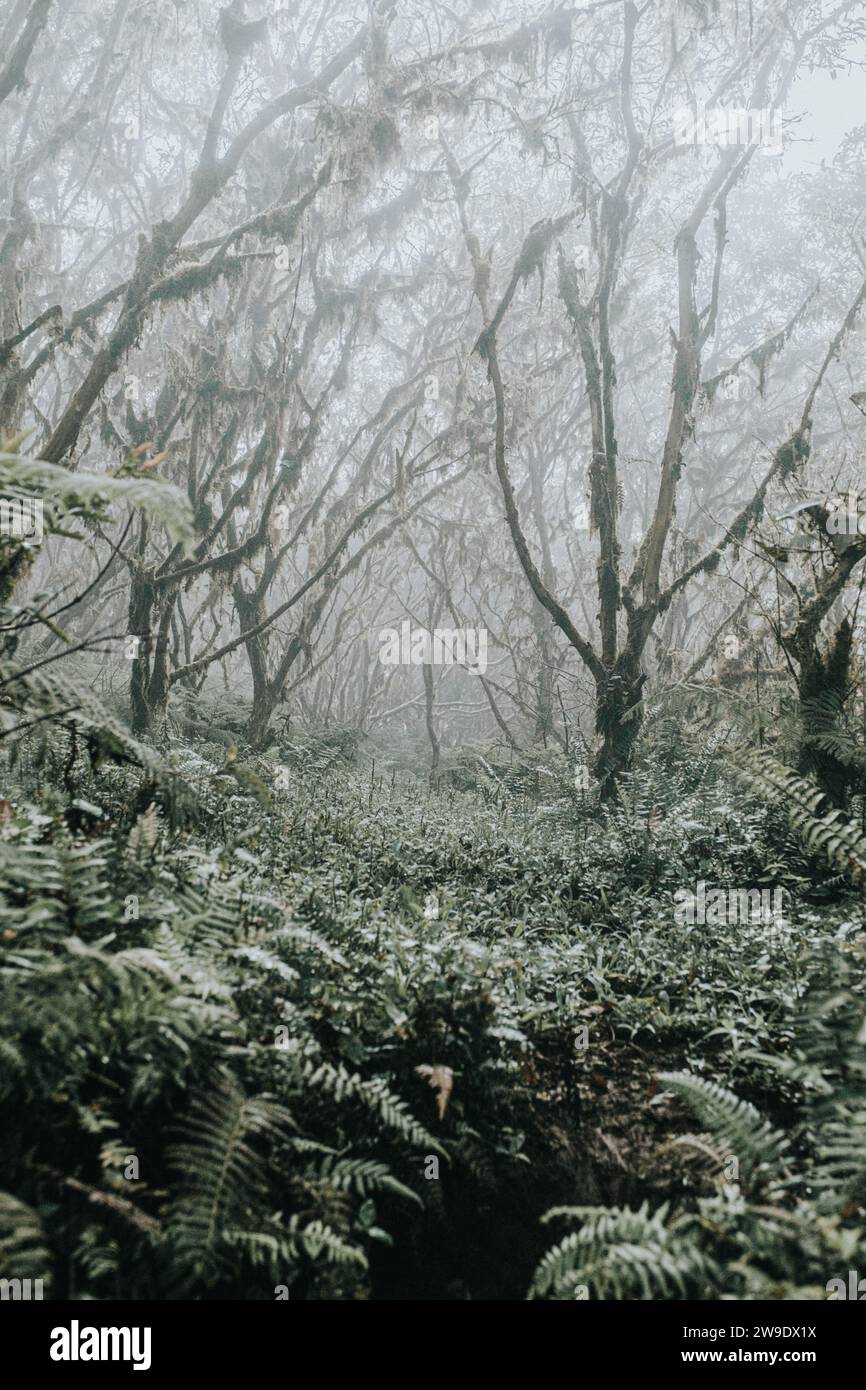 Dense fog envelops a lush forest on Volcano Chico, Isla Isabela, in the ...