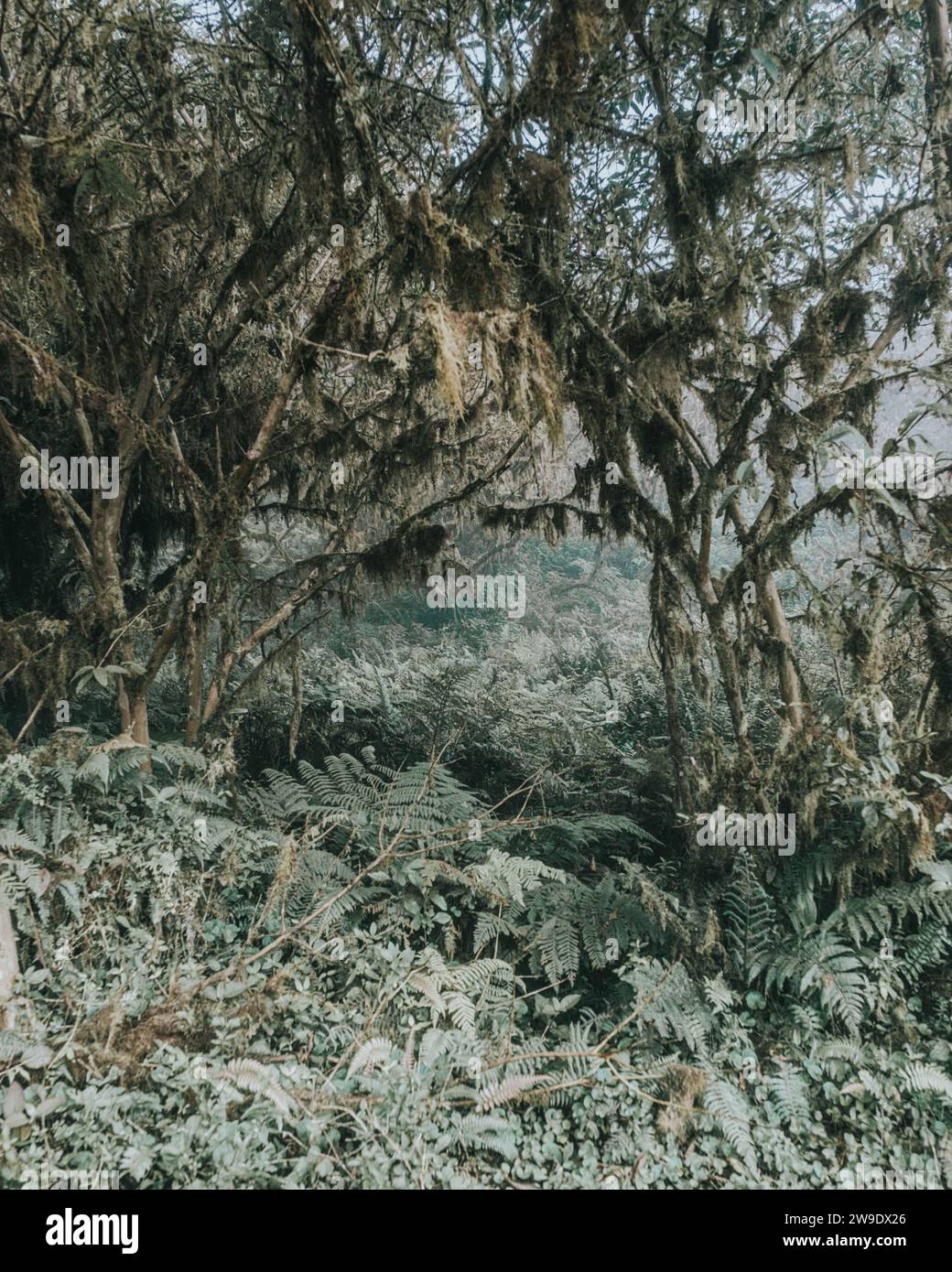 Dense fog envelops a lush forest on Volcano Chico, Isla Isabela, in the ...