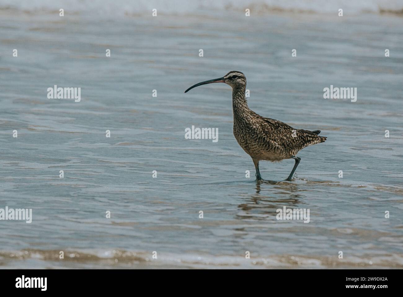 Whimbrel bird walking along the shore at Isla Isabela, Galapagos ...