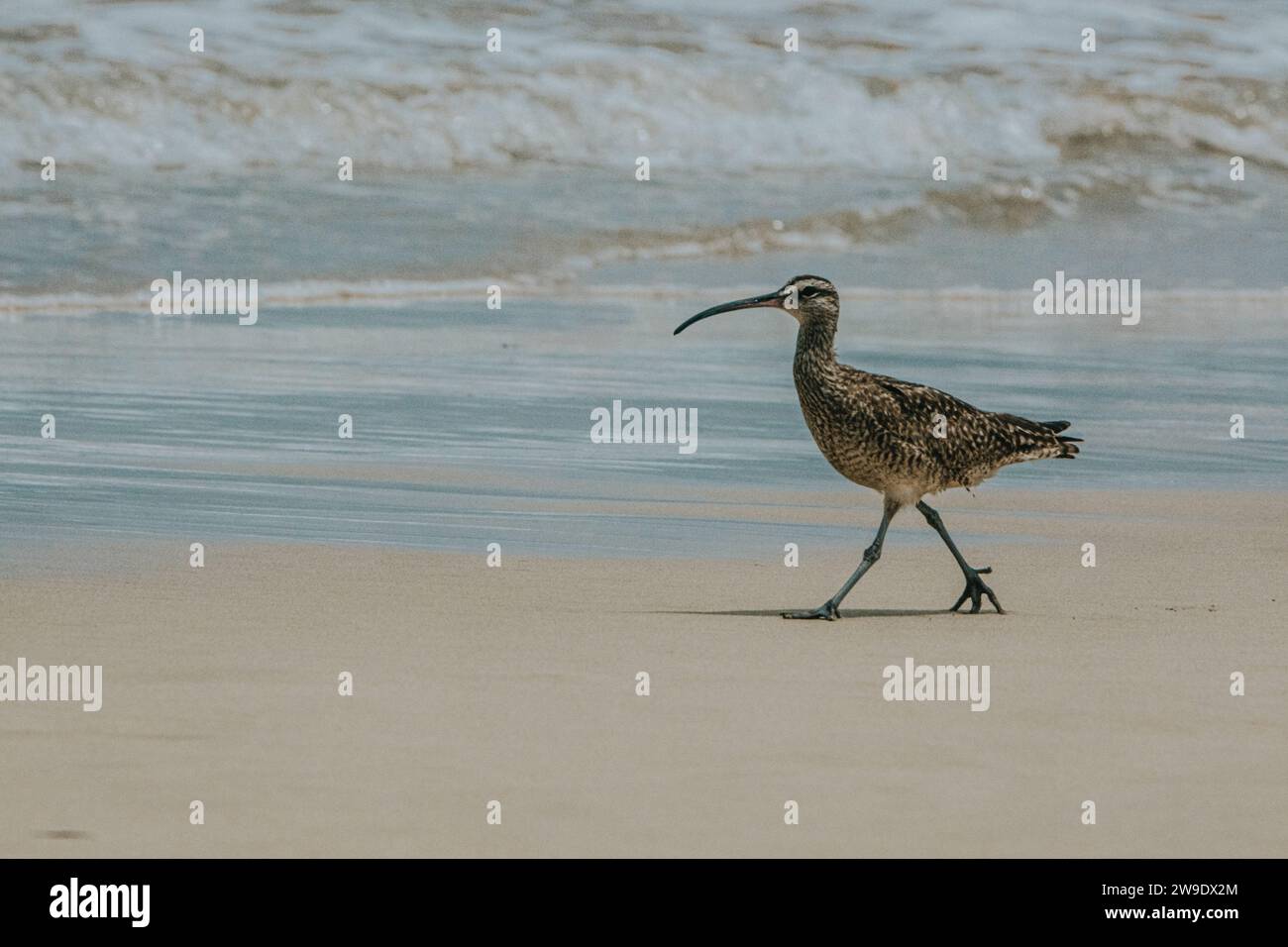 Whimbrel bird walking along the shore at Isla Isabela, Galapagos, Ecuador Stock Photo - Alamy
