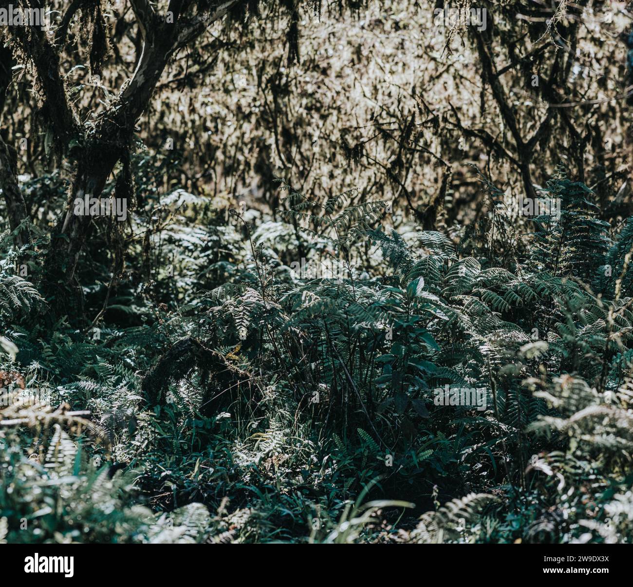 Dense vegetation and lush greenery in the forested area of Volcano ...