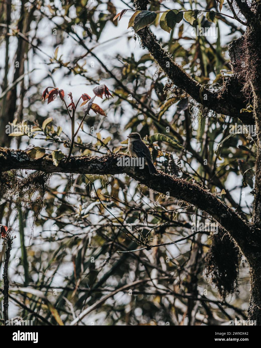 A small bird perched on a branch amid lush vegetation on Volcano Chico ...