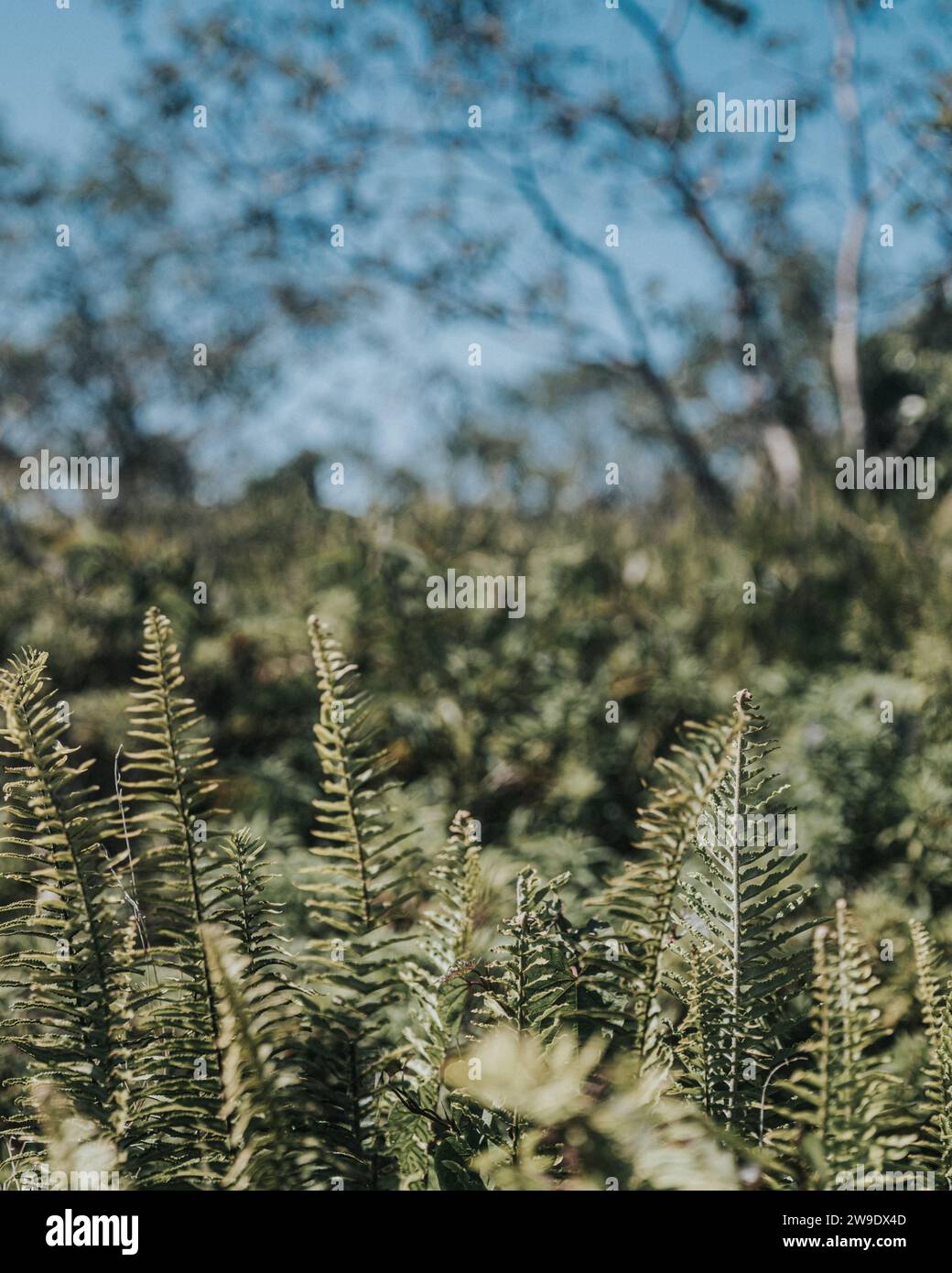 Close-up of fern leaves on Volcano Chico, Isla Isabela, Galapagos ...