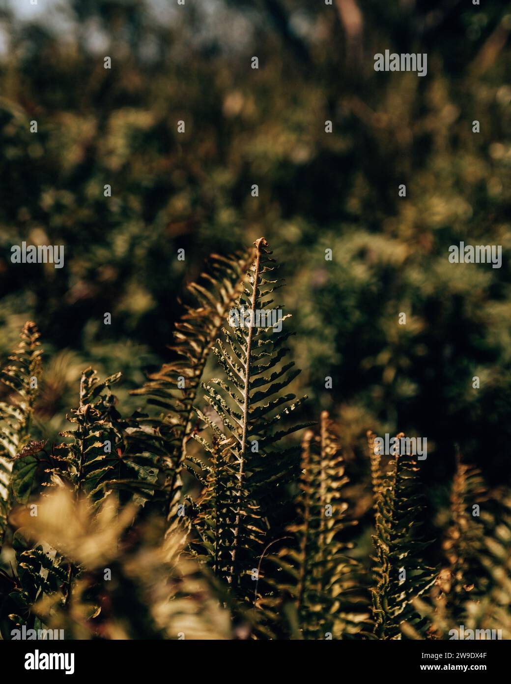 Close-up of fern leaves on Volcano Chico, Isla Isabela, Galapagos ...