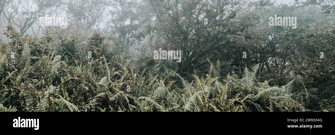 Dense fog envelops a lush forest on Volcano Chico, Isla Isabela, in the ...
