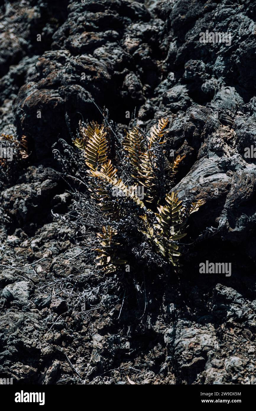 Fern growing amidst volcanic rocks on Volcano Chico, Isla Isabela ...
